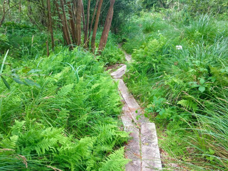 Avalon Marshes & The Sweet Track